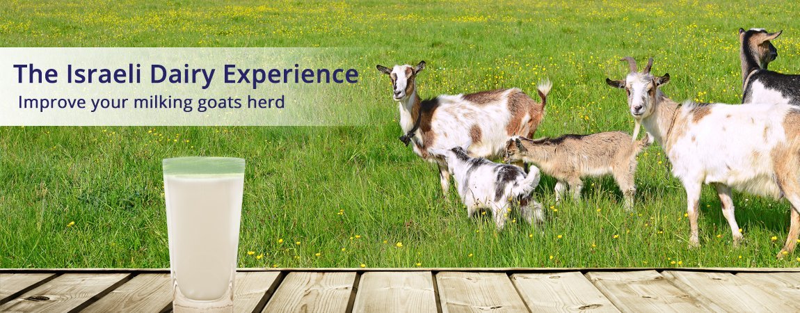 Israel Dairy School Dairy Farming in Israel seminars