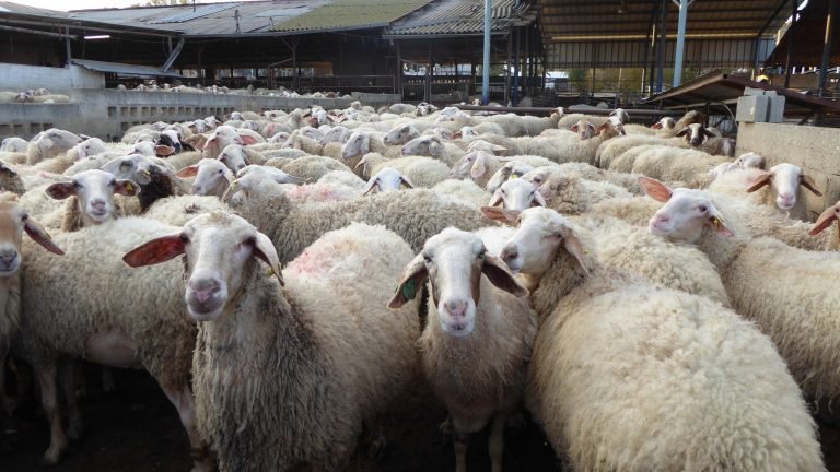 Assaf Sheep: Israel's High-Yield Dairy Sheep Breed