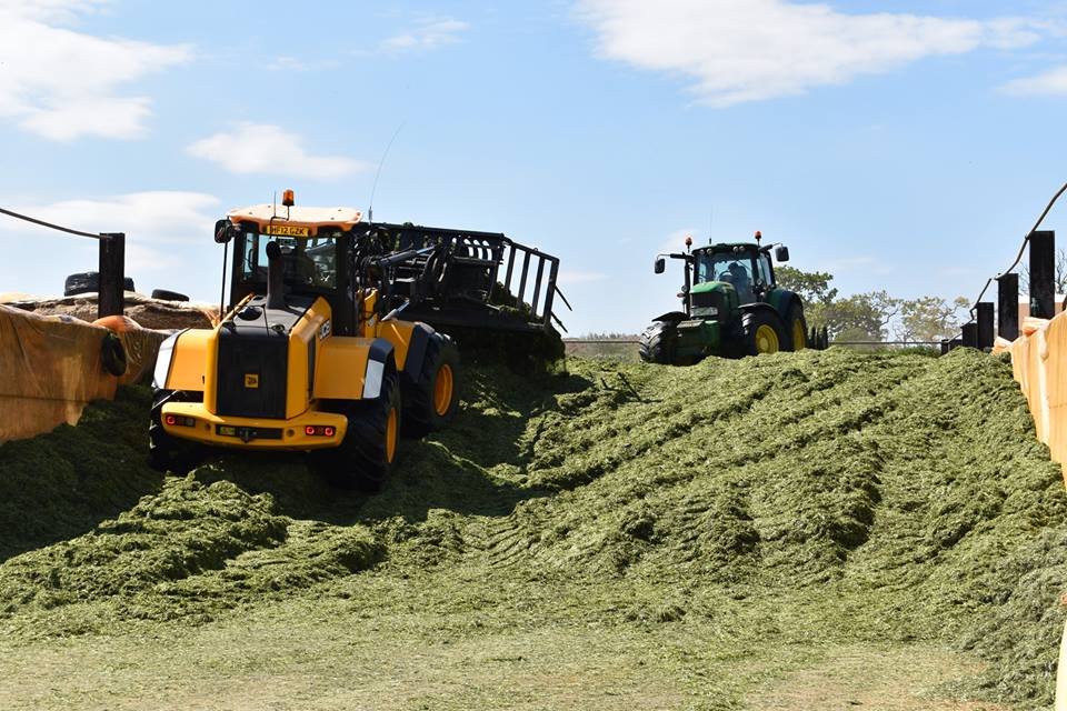 Forage Management the Key for Dairy Herd Health and Production