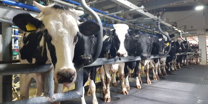 Dairy Farming in Israel is advanced, with highest milk records