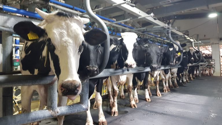 Israeli Dairy Industry is the word leader in milk production per cow