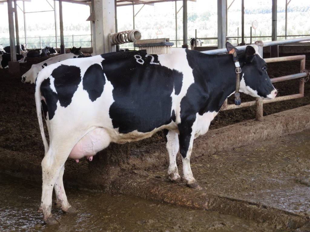 Body Condition Scoring (BCS) in Dairy Cows: Practical Guide