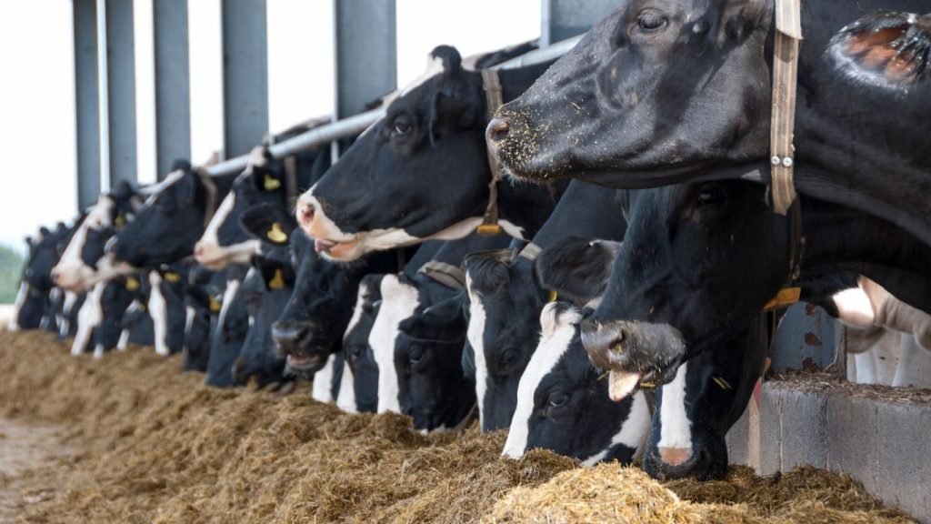 Dairy Cattle Feed: Guide to Maximum Milk Production